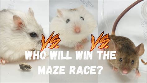 Hamsters Vs Mouse Maze Race Who Will Win The Maze Race Youtube