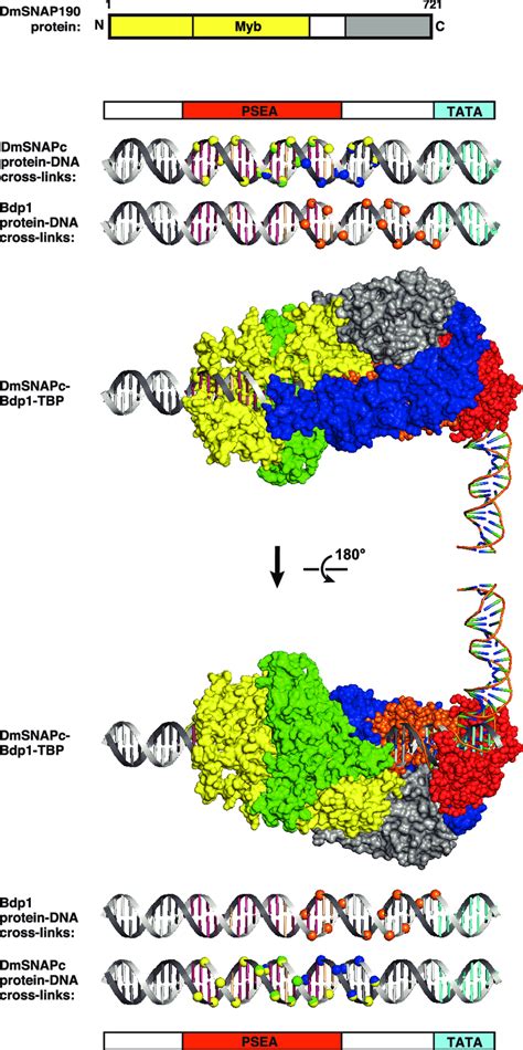 Model Of A Partial Preinitiation Complex Assembled On The U6 Snrna Gene