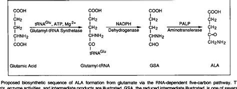 Glutamate 1 Semialdehyde Semantic Scholar