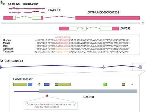 Identifying Novel Protein Coding Regions Based On Single Peptides Download Scientific