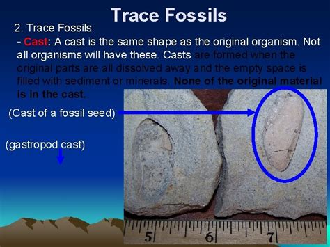 Fossils Mr Morris Science What Is A Fossil