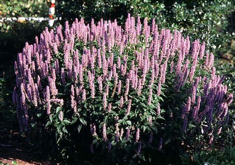 Seminte Si Plante De Gradina Hobby Mexican Hyssop Agastache Mexicana