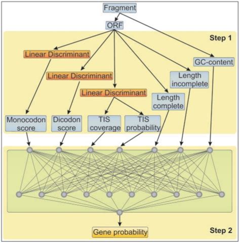 Orphelia S ORF Scoring Model In Step ORF Fragment Features Are Download Scientific