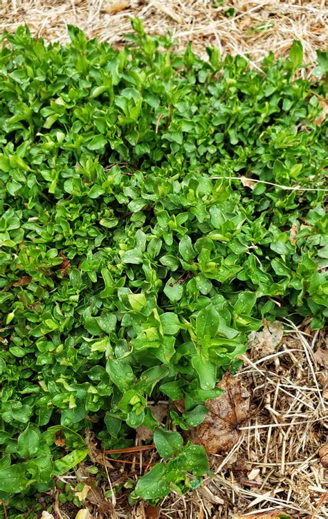Chickweed Is An Edible Plant Loaded With Flavor And Very Versatile In