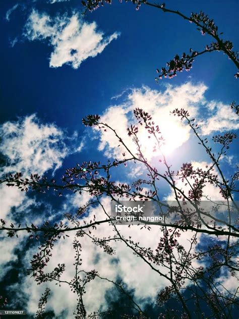 Langit Awan Biru Yang Indah Dan Cahaya Matahari Di Atas Bunga Pir Foto