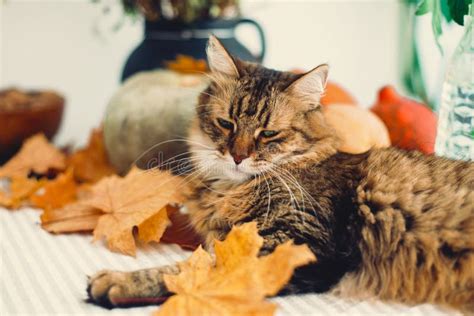 Maine Coon With Green Eyes Playing With Yellow Leaves Cute Tabby Cat