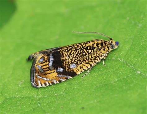ニセギンボシモトキヒメハマキ 佐那河内村