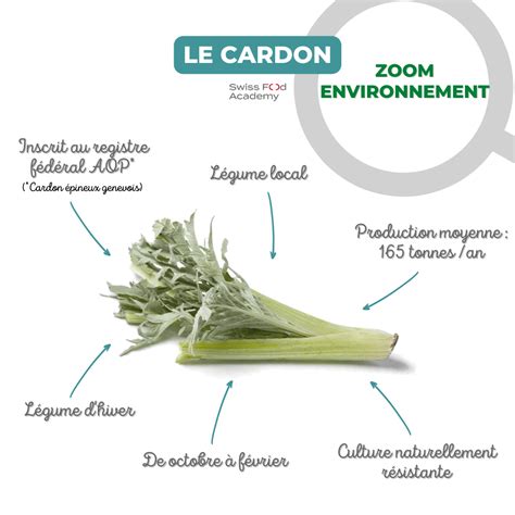 Le Cardon Légume Dhiver Genevois Riche En Fibres Et Peu Calorique