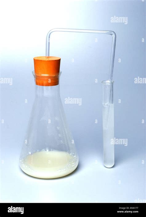 Lime Water Milky Reaction At David Withers Blog