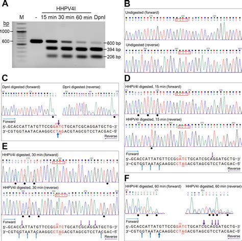 plasmids 101 methylation and restriction enzymes 59 off