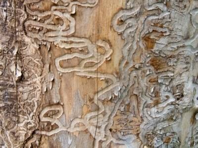 12 Tree Trunk Problems How To Identify And Fix These Common NE Ohio Issues Independent Tree