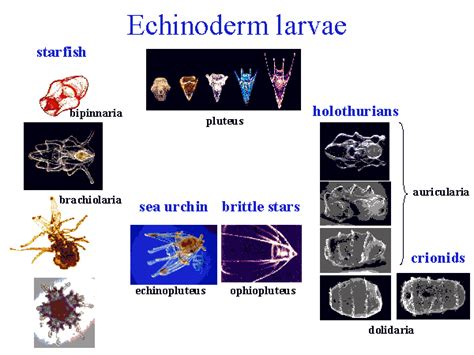 Echinoderm Larvae Echinoderm Larvae