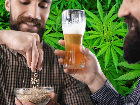 Cannabis Infused Microbrew Beer How To Make Weed Infused Beer Diy