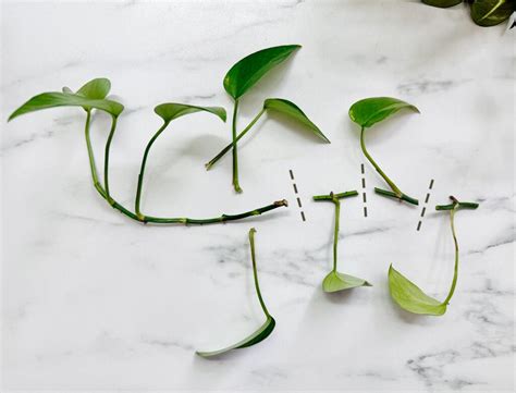 How To Propagate A Pothos Young House Love