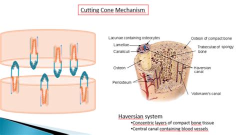 Fracture Healing Flashcards Quizlet