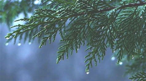 나뭇잎 액 나무 Pixabay의 무료 사진