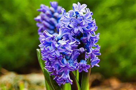 Hyacinth Nature Spring Free Photo On Pixabay Pixabay