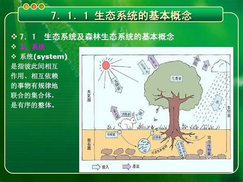 07 森林生态系统组成与结构 Word文档在线阅读与下载 无忧文档