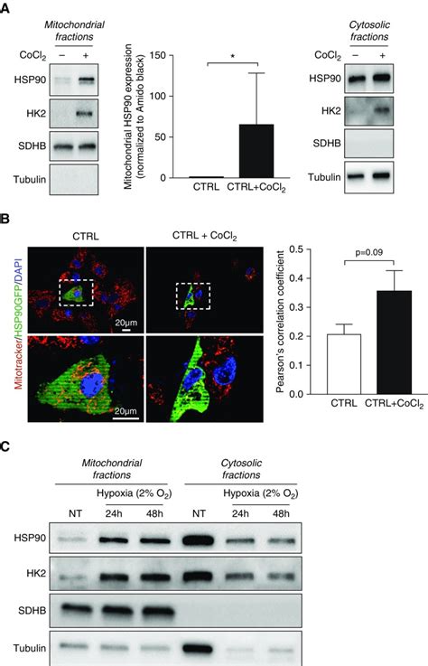 Mitochondrial Hsp90 Accumulation Promotes Vascular Remodeling In Pulmonary Arterial Hypertension