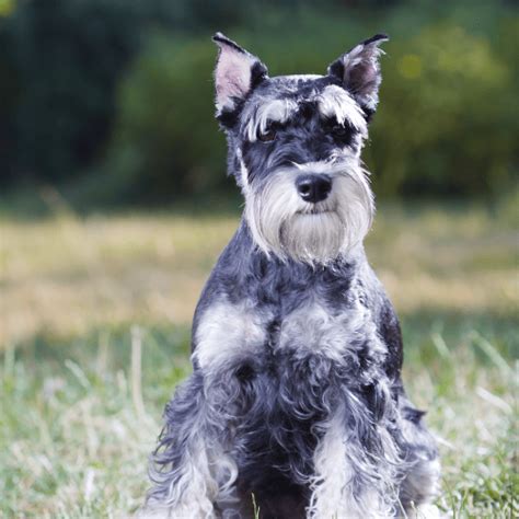 56 Gorgeous Gray Dog Breeds With Pictures Rebarkable