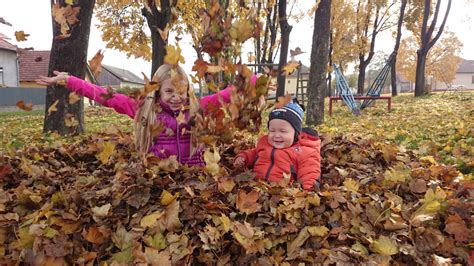 Безплатна снимка дърво природа гора клон растение листо цвете шума цвят почва