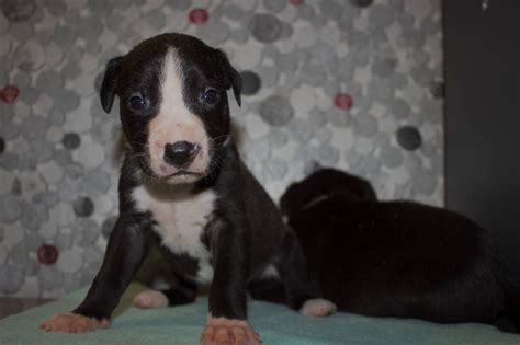 Щенки амстаффа 1000грн 1 000 грн Собаки Одеса на Olx