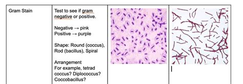 Gram Stain Test To See If Gram Negative Or Positive Negative Pink