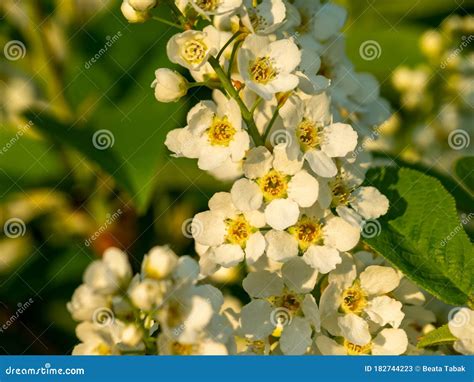 White Small And Wild Tree Flowers In Blossom Stock Image Image Of