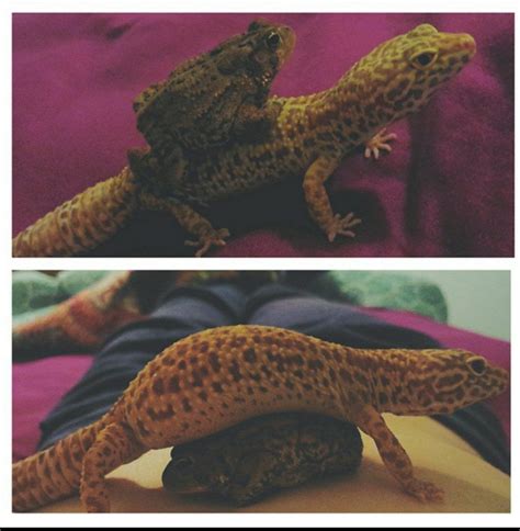 I Stacked A Toad On My Leopard Gecko Stackedfrogs