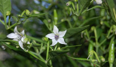 칠리 고추 음식 Pixabay의 무료 사진 Pixabay