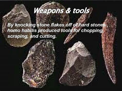 Homo Habilis Parsa A Homo Habilis Handy Man