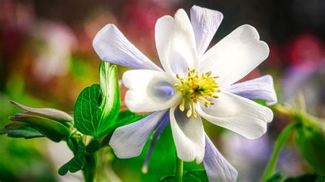 Самые неприхотливые цветы для тенистых мест в саду Gardenlife Дзен