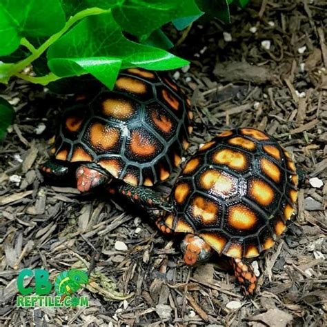 Cherry Head Tortoise Care Sheet Cherry Head Red Footed Tortoise Care