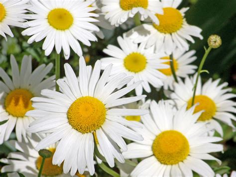 Kostenlose Foto Natur Weiß Wiese Blume Blumen Gänseblümchen