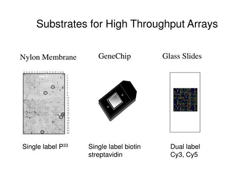 Ppt Cs491jh Data Mining In Bioinformatics Introduction To Microarray