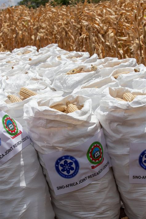 Chinese Kenyan Scientists Unveil High Yielding Maize Variety Harvest