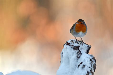 Rotkehlchen Forum F R Naturfotografen