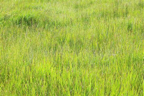 무료 사진 잔디 필드 자연 식물 곡물 잔디 식물 초원