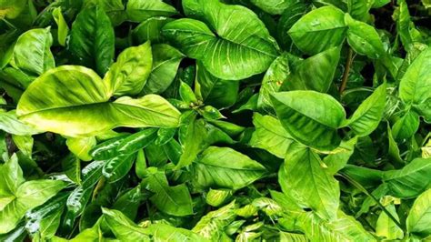 How To Grow And Care For Arrowhead Plant Complete Guide