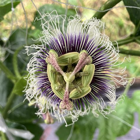 【楽天市場】パッションフルーツ 【サマークイーン】 1年生 35号 ポット苗 挿し木：苗木部 By 花ひろばオンライン