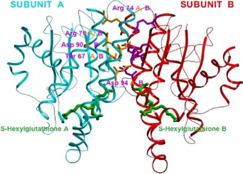 Dimeric Structure Side View Of Human Gst Pdb 9gss Crystallized With