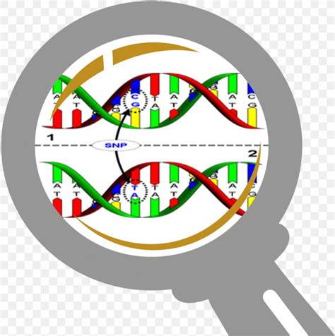 Single Nucleotide Polymorphism Dna Genetics Png 1108x1114px