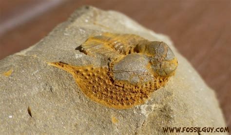 Cryptolithus Trilobite Fossils Facts And Information About Cryptolithus Trilobites