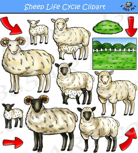 Sheep Life Cycle Clipart Set Download Clipart 4 School