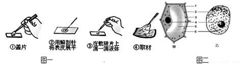 下面是小东制作洋葱鳞片叶内表皮细胞临时装片过程简图和他所绘制的洋葱表皮细胞结构示意图请分析1图一中制作洋葱表皮细胞临时装片的正确操作