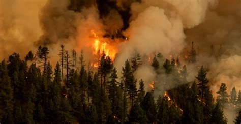 Îmbunătățirea Calității Aerului Duce La Mai Multe Incendii Forestiere