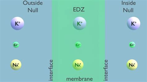 Case Of A Null Ef The Ions Are Free To Diffuse As Long As The Download Scientific Diagram