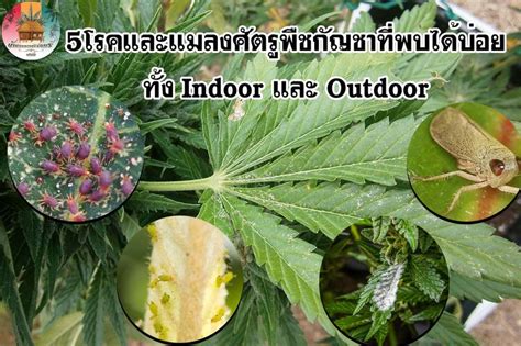 [บ้านหนองทองจันทร์ฟาร์ม] 🐛🌱5โรค และแมลงศัตรูพืชกัญชาที่พบได้บ่อยทั้ง Indoor และ Outdoor🐛 แม้การ