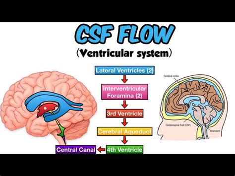 Ventricles Of The Brain Anatomy And Cerebrospinal Fluid Csf