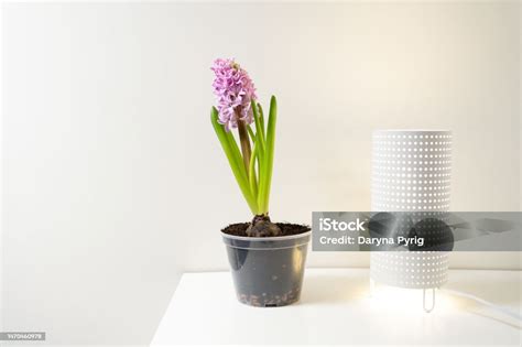 집에서 테이블 램프 근처의 흰색 선반에 서있는 냄비에 보라색 히아신스의 수평 이미지 실내 식물의 개념 0명에 대한 스톡 사진 및